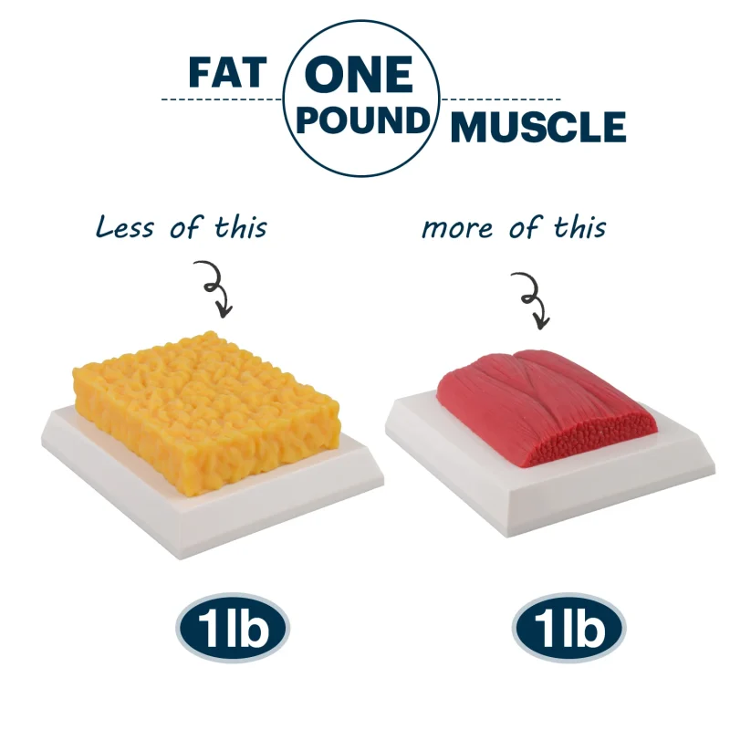 Don’t Be Fooled by the Weighing Scale: How Accuniq Body Composition ...